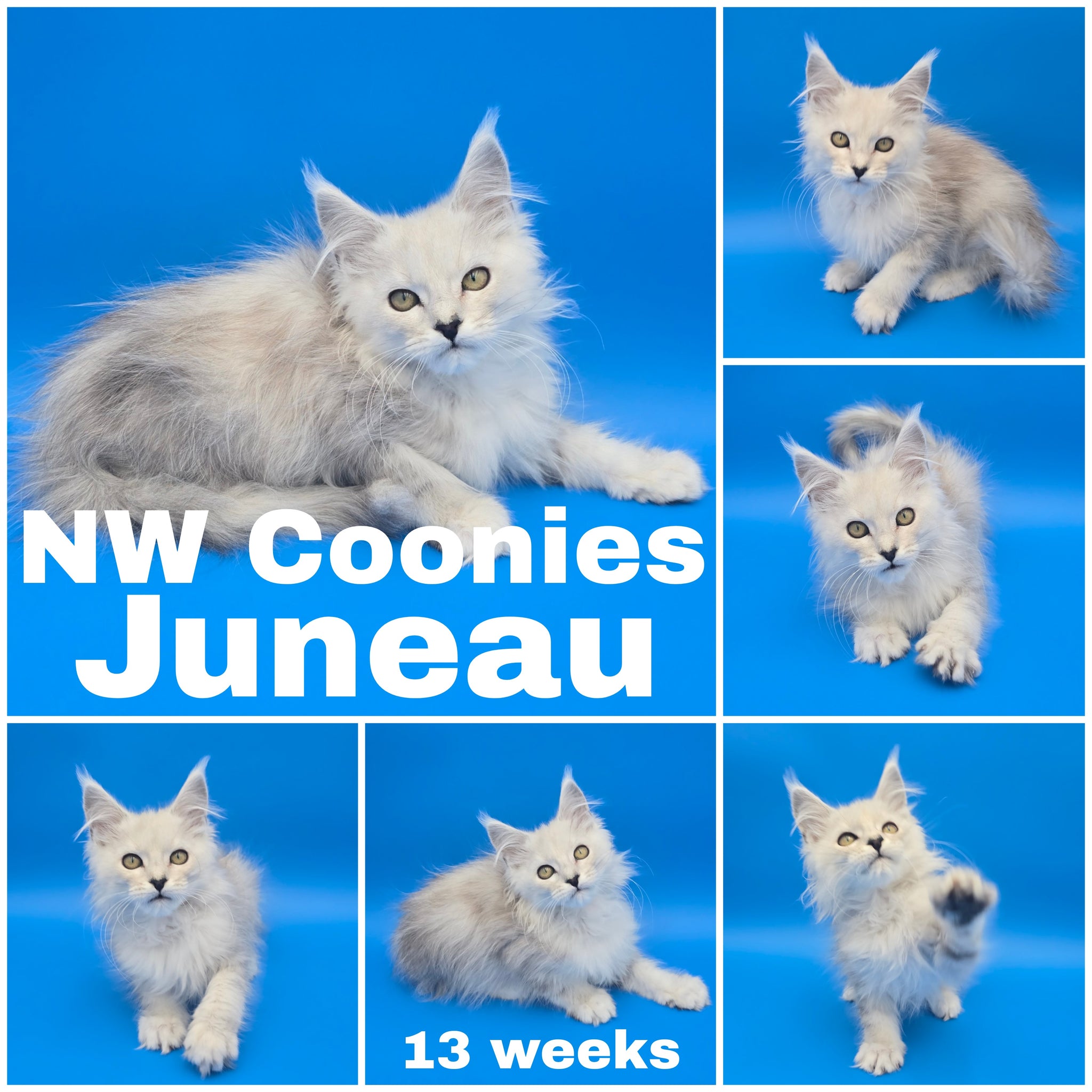 Reserve Your Kitten 4 - NW Coonies