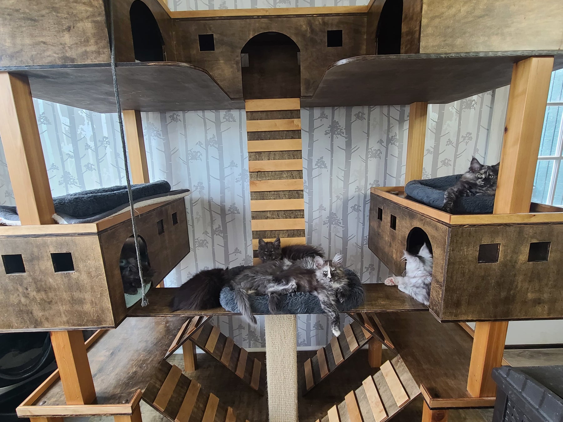 Cattery Tour - NW Coonies | Explore Our Maine Coon Haven