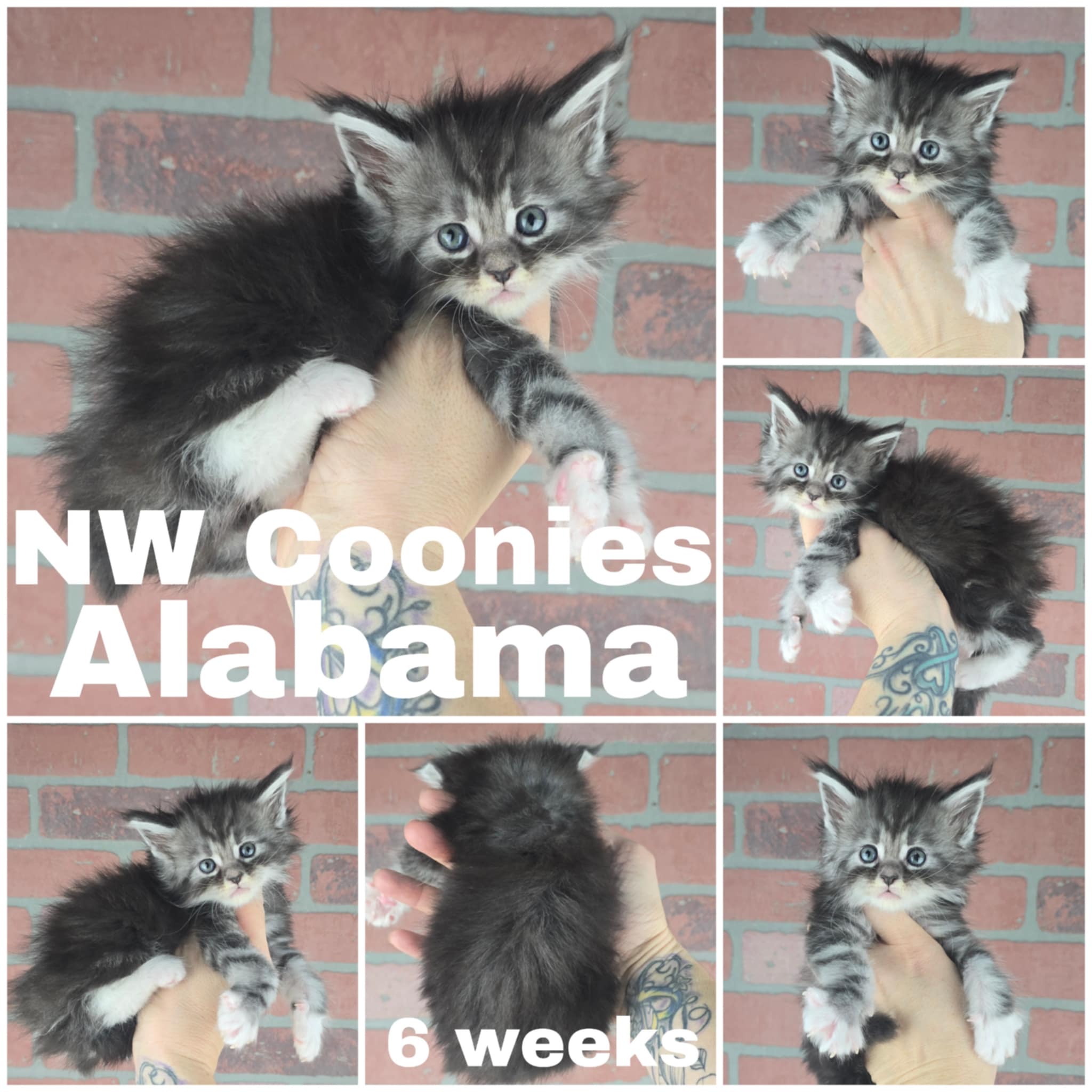 Reserve Your Kitten 2 - NW Coonies