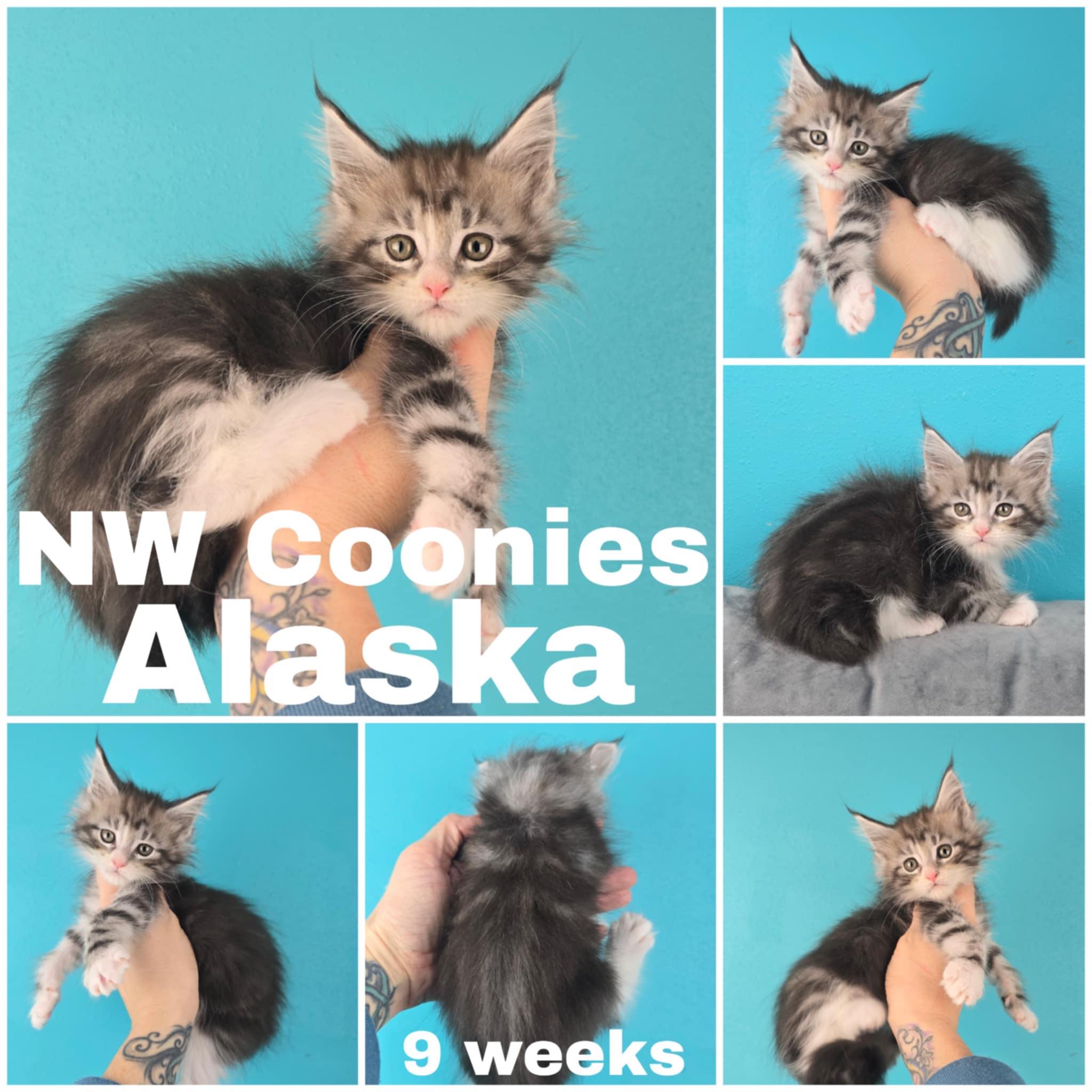 Available Kittens - NW Coonies