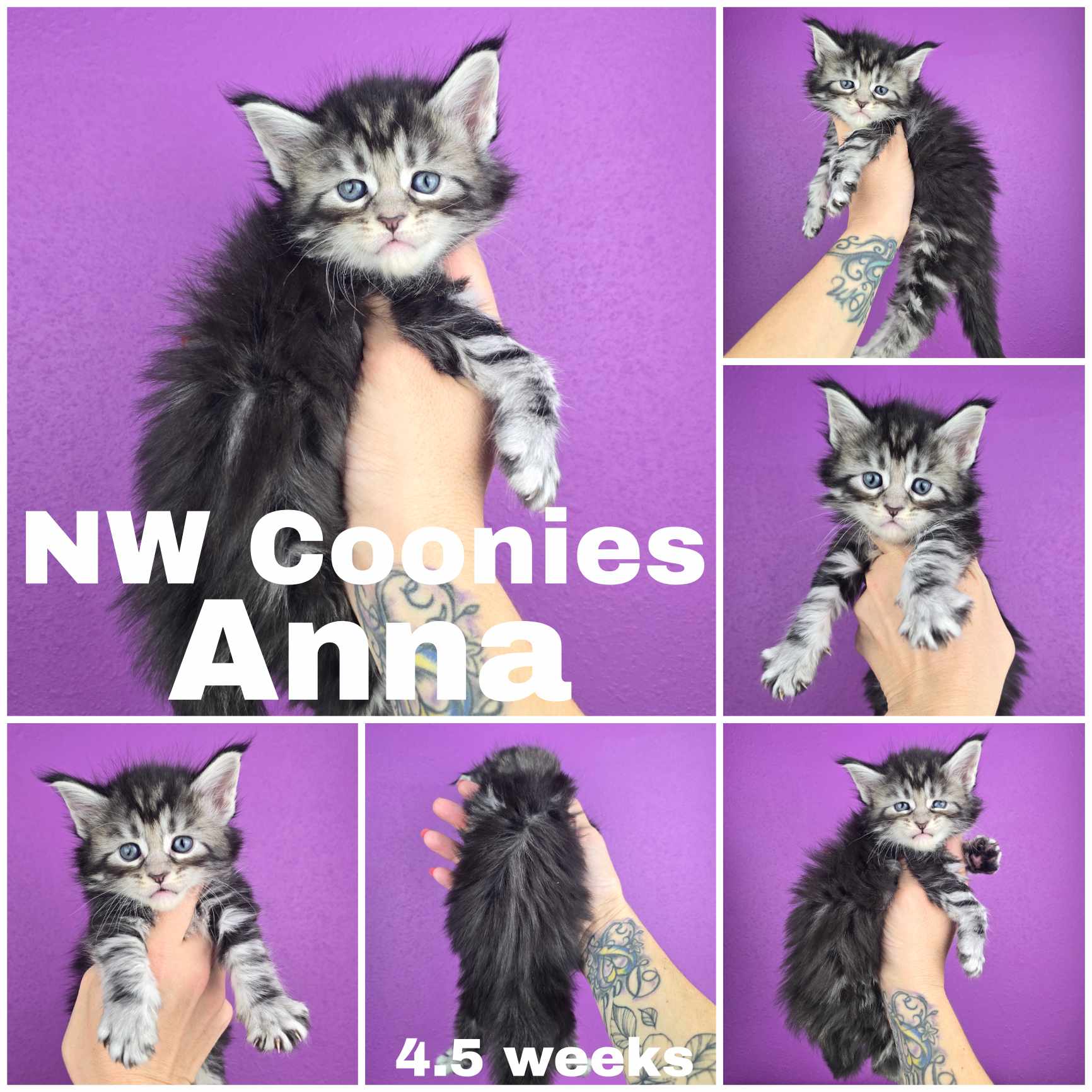 Available Kittens - NW Coonies