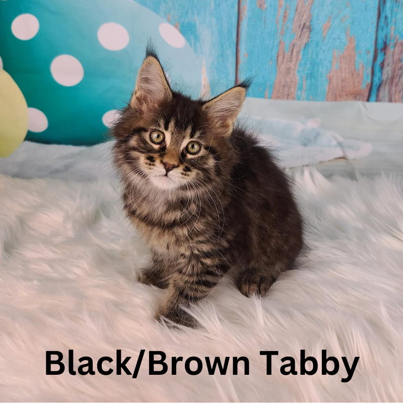 Maine Coon Kitten Pricing & Color Guide - NW Coonies