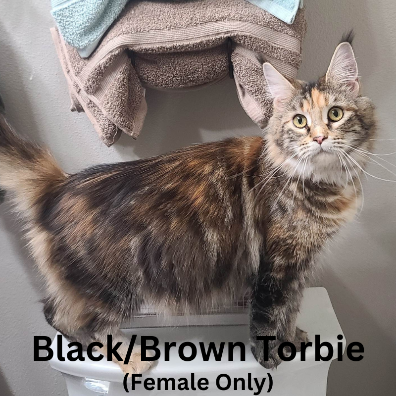 Maine Coon Kitten Pricing & Color Guide - NW Coonies