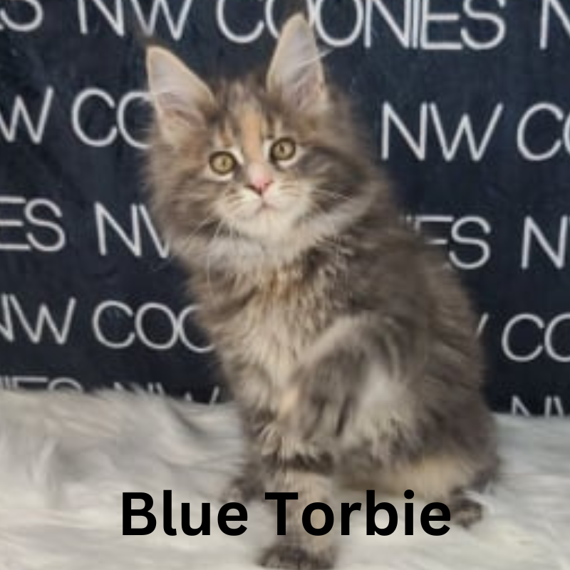 Maine Coon Kitten Pricing & Color Guide - NW Coonies