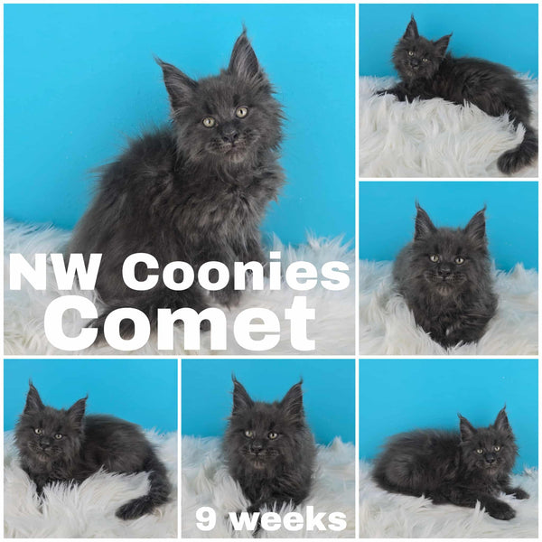 NW Coonies Comet