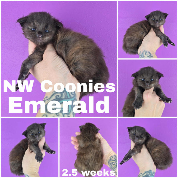NW Coonies Emerald