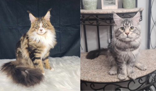 Reserved Kittens - NW Coonies