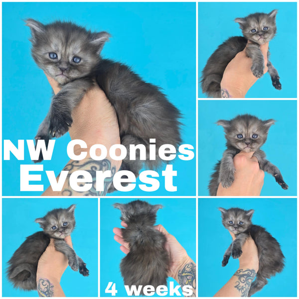 NW Coonies Everest – Male Maine Coon