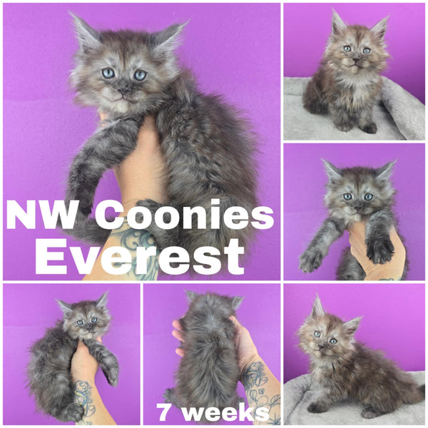 NW Coonies Everest – Male Maine Coon