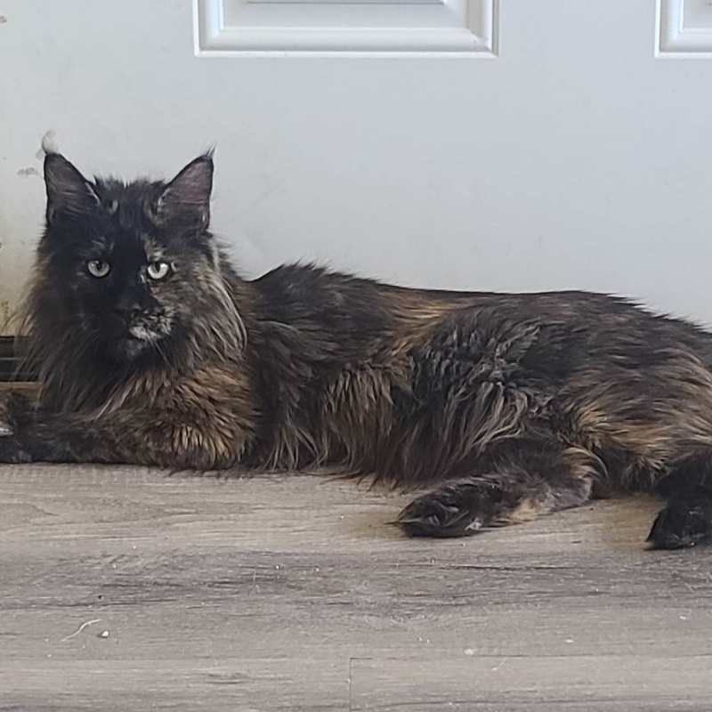 Freydis - NW Coonies