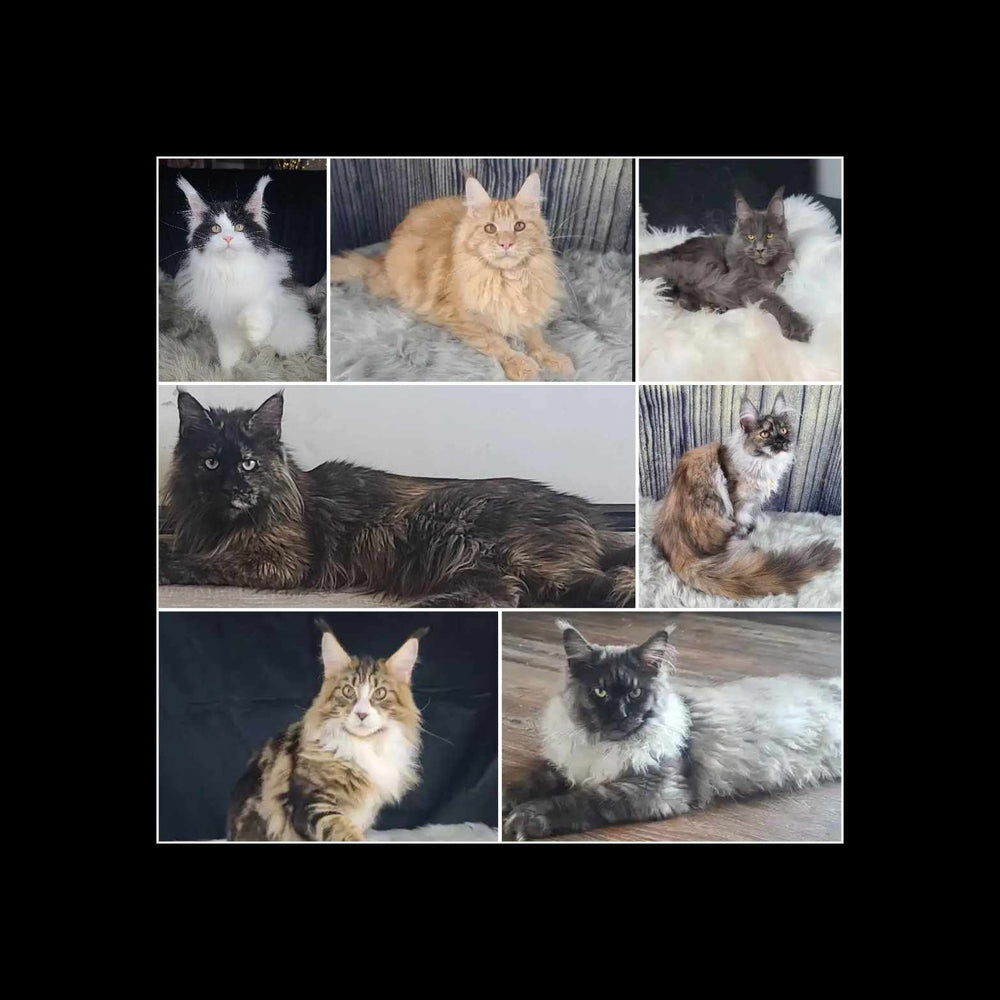 Our Cats at NW Coonies | Explore Our Maine Coon Family