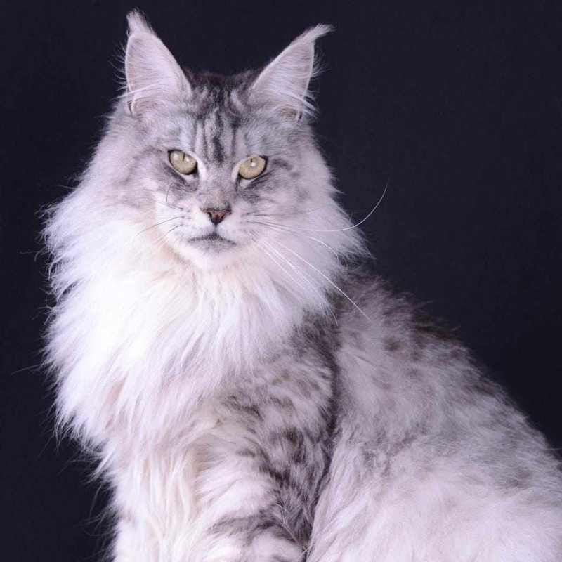 Queen Helga – Black Classic Tabby Maine Coon - NW Coonies