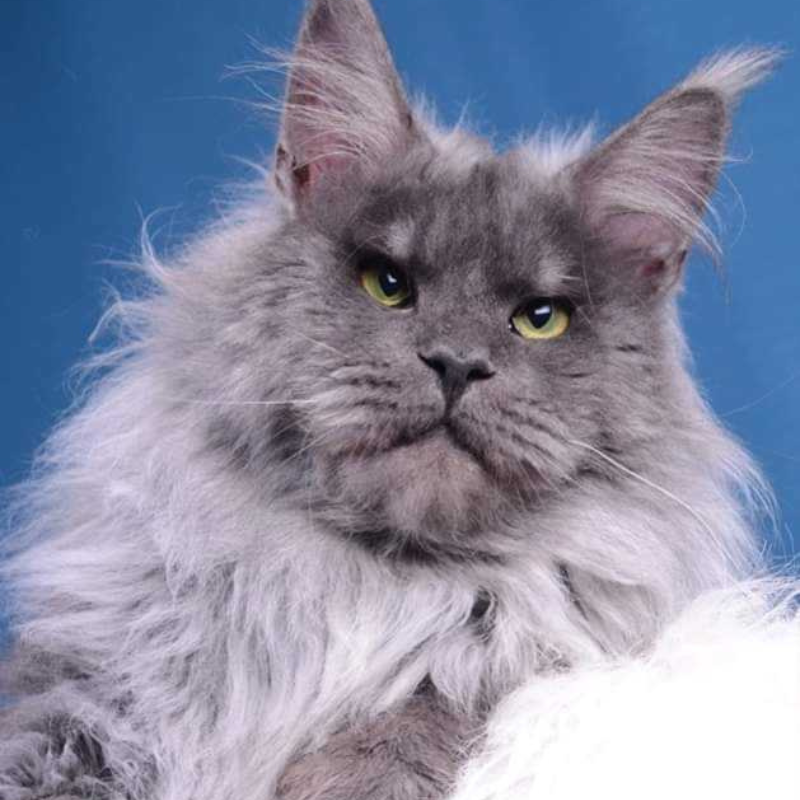Queen Helga – Black Classic Tabby Maine Coon - NW Coonies