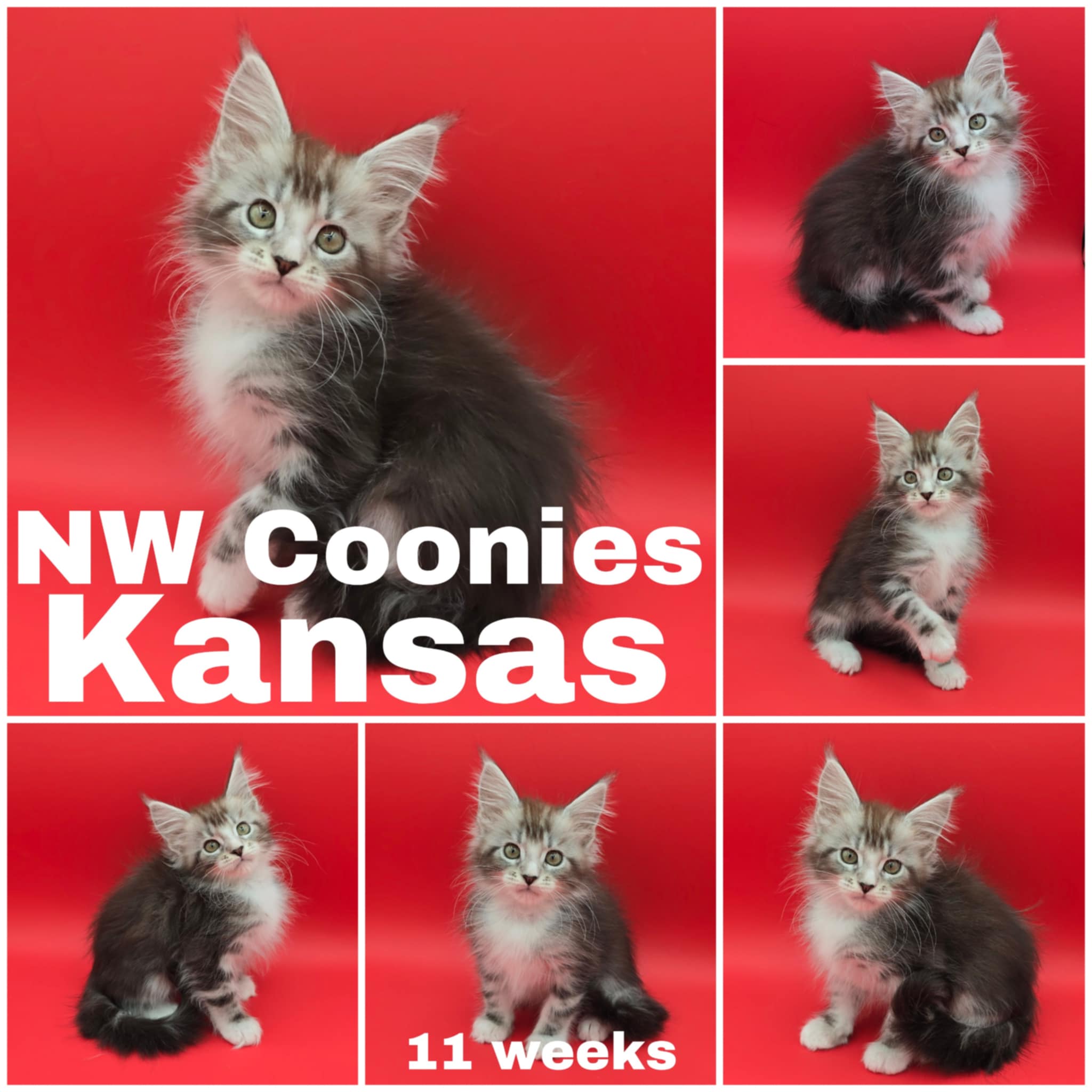 Available Kittens - NW Coonies