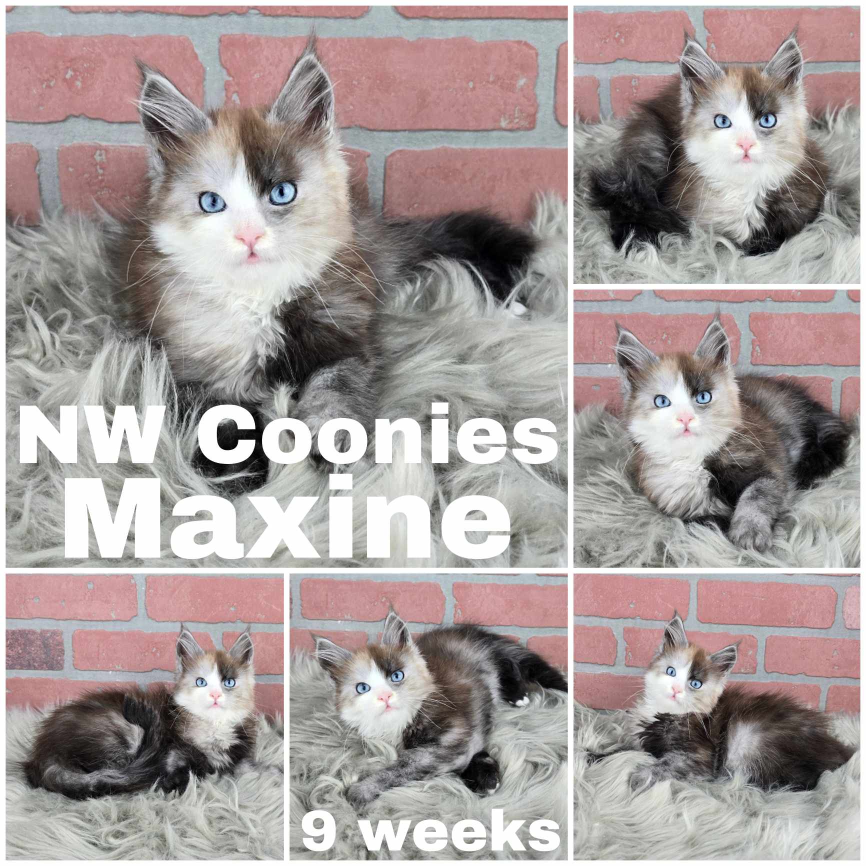 Litter 1 - NW Coonies