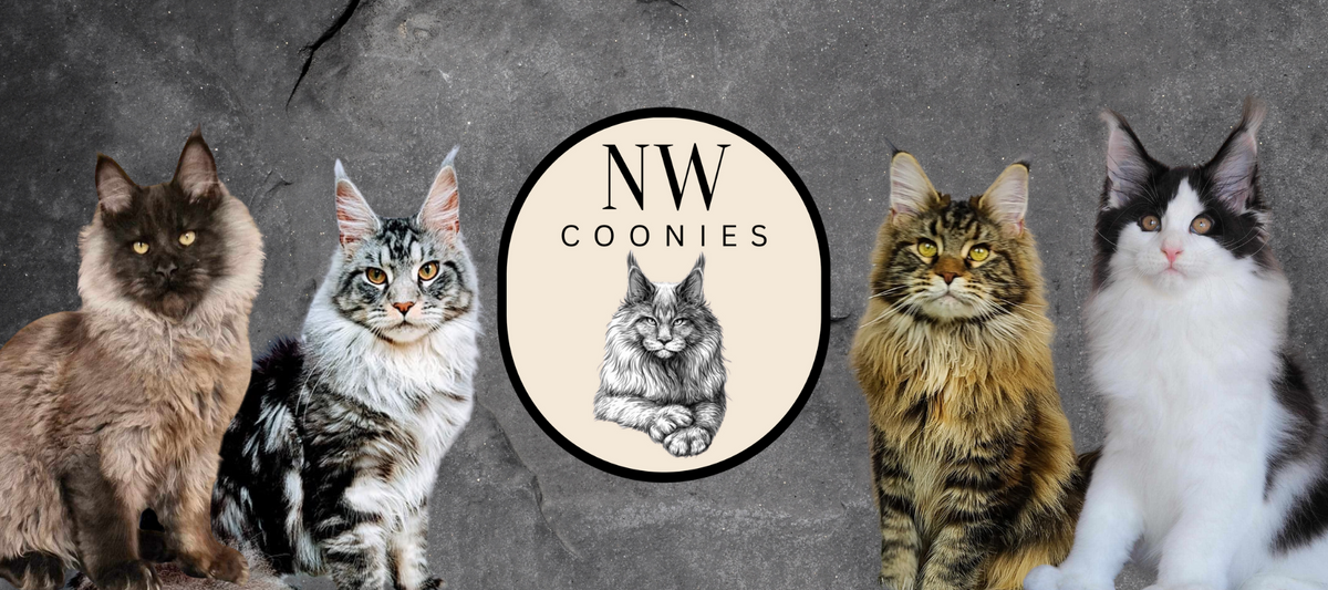 Maine Coon Cats and Kittens Available! Located in Oregon