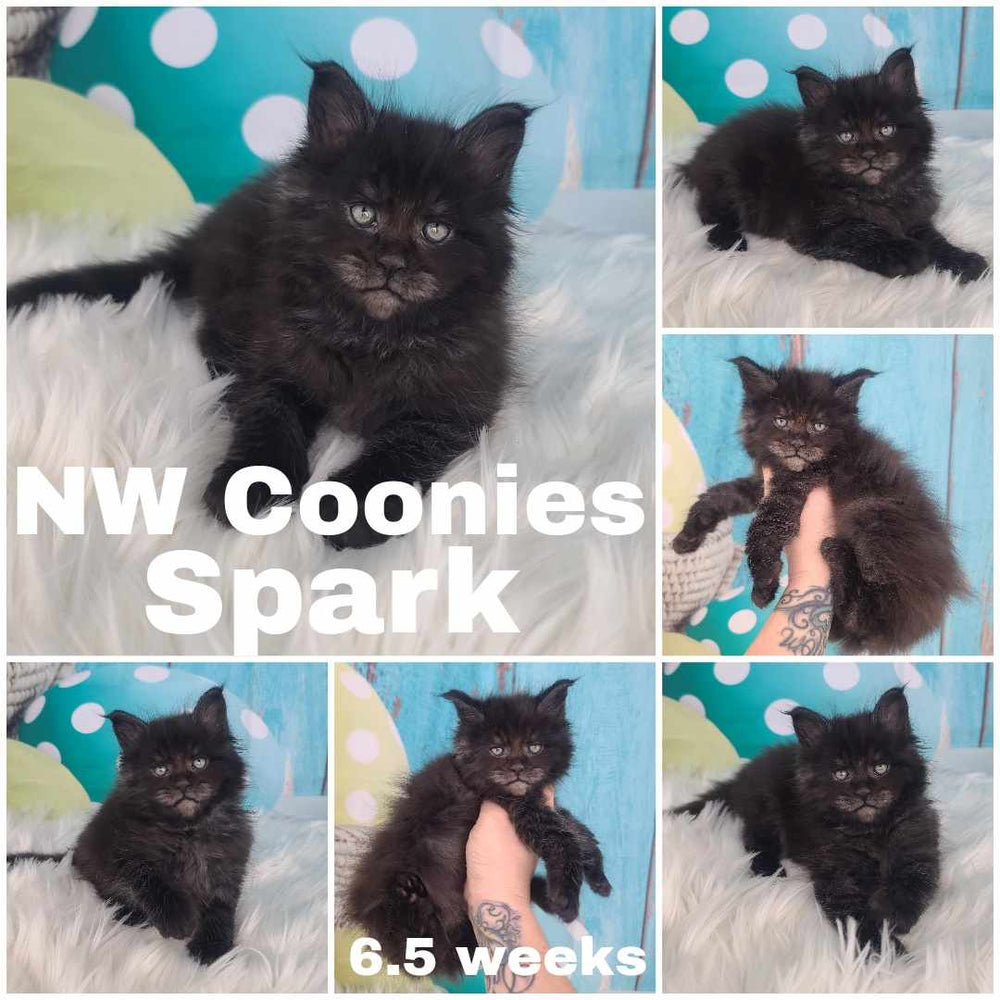 Litter 9 - NW Coonies