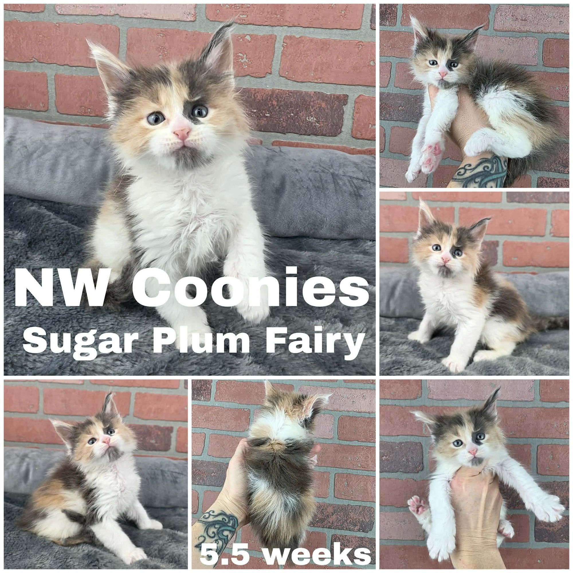 Sugar Plum Fairy - NW Coonies