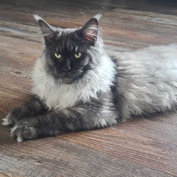 Our Queens – NW Coonies Maine Coon Cattery