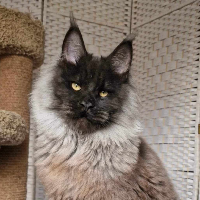 Our Kings - NW Coonies